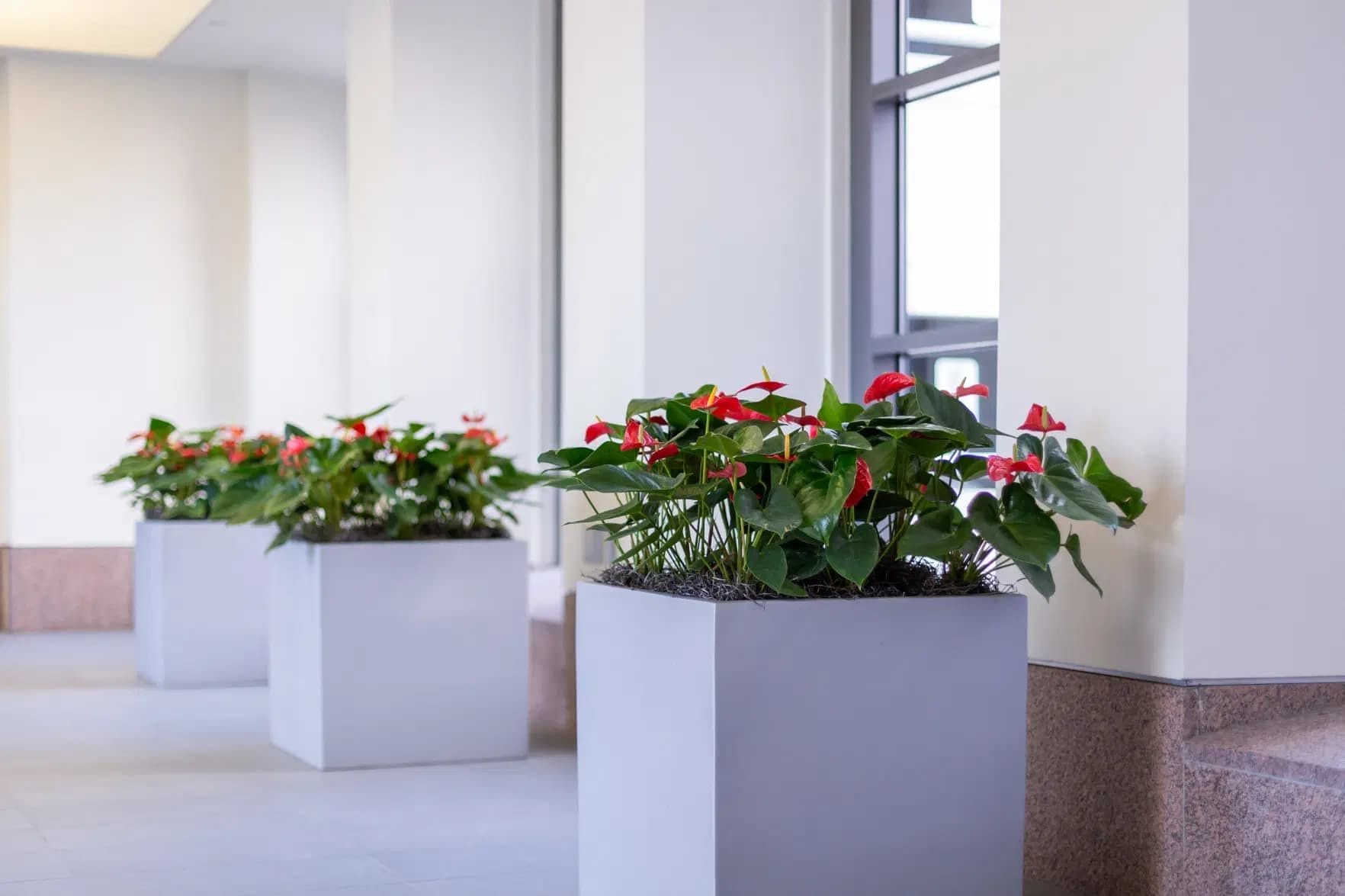 14-Foot Olive Tree Through a 38-Inch Window Custom Biophilic Design ...